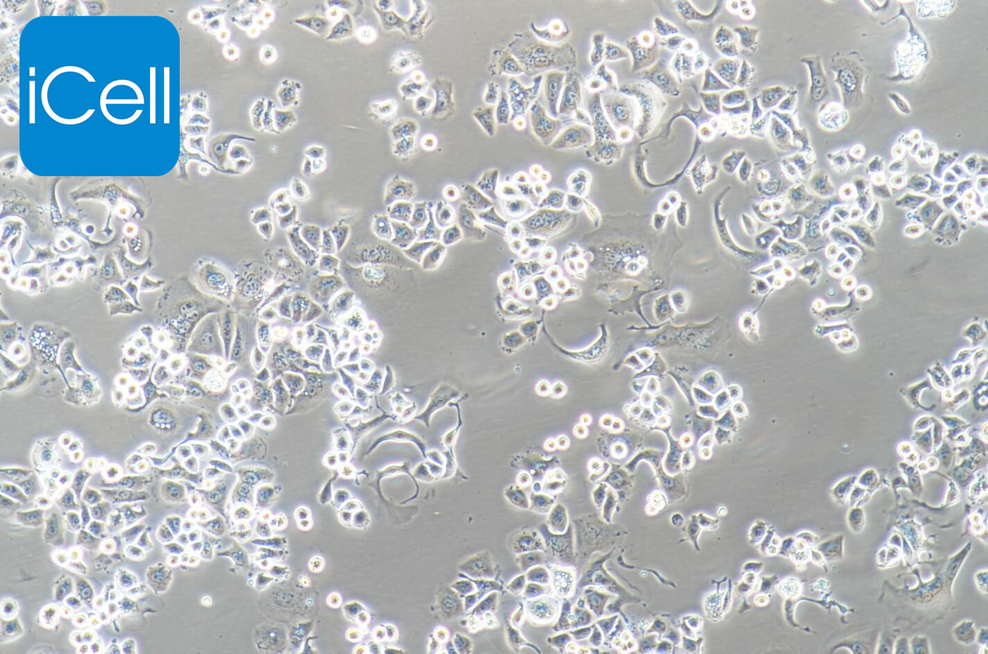 SK-BR-3 人乳腺腺癌细胞-原代细胞-STR细胞-细胞培养基-镜像绮点生物