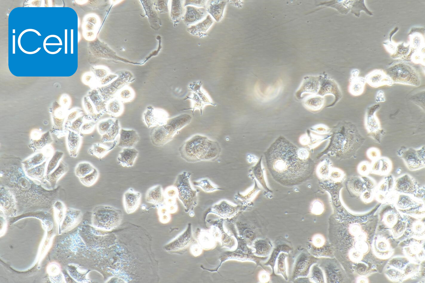 SK-BR-3 人乳腺腺癌细胞-原代细胞-STR细胞-细胞培养基-镜像绮点生物