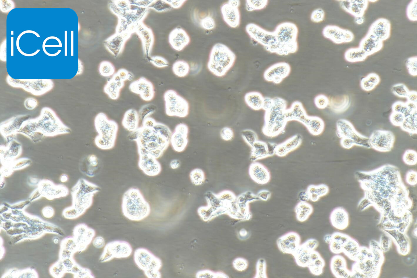 RL95-2 人子宫内膜癌细胞-原代细胞-STR细胞-细胞培养基-镜像绮点生物