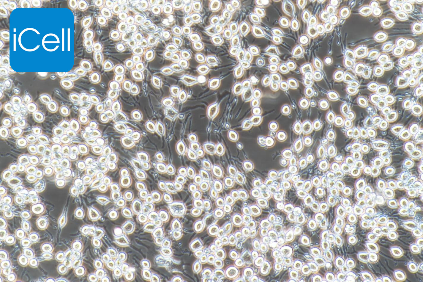 RBL-2H3 大鼠嗜碱性白血病细胞-原代细胞-STR细胞-细胞培养基-镜像绮点生物