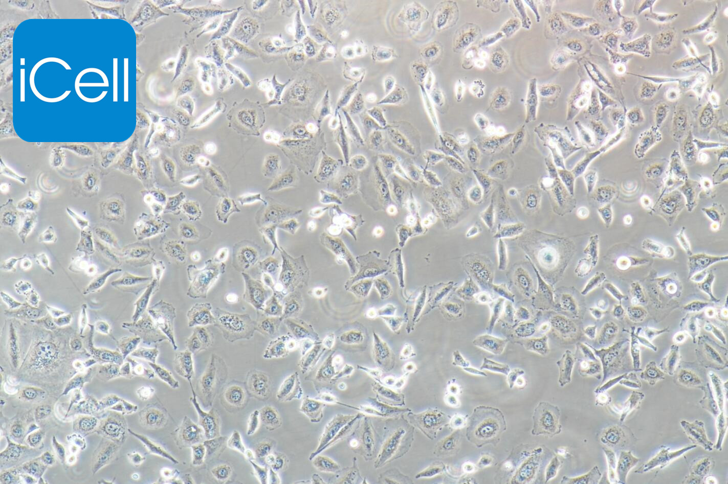 NCI-H1975 人肺腺癌细胞-原代细胞-STR细胞-细胞培养基-镜像绮点生物