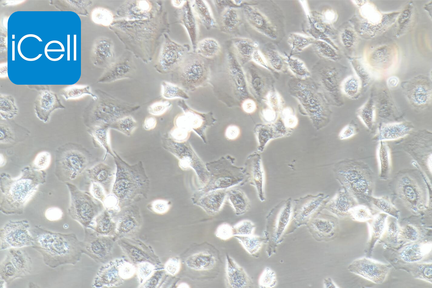 NCI-H1975 人肺腺癌细胞-原代细胞-STR细胞-细胞培养基-镜像绮点生物