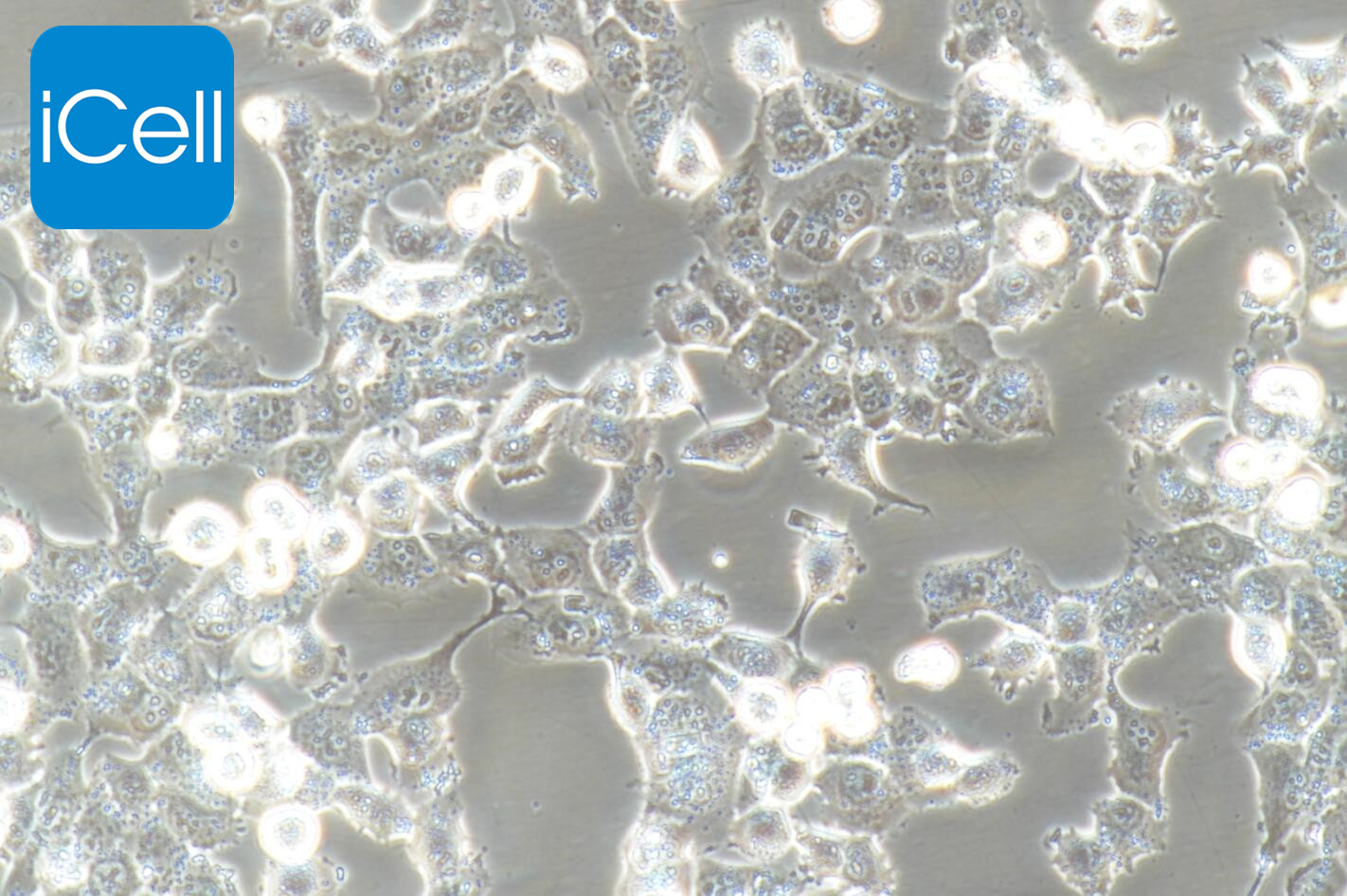 NCI-H1299 人非小细胞肺癌细胞-原代细胞-STR细胞-细胞培养基-镜像绮点生物