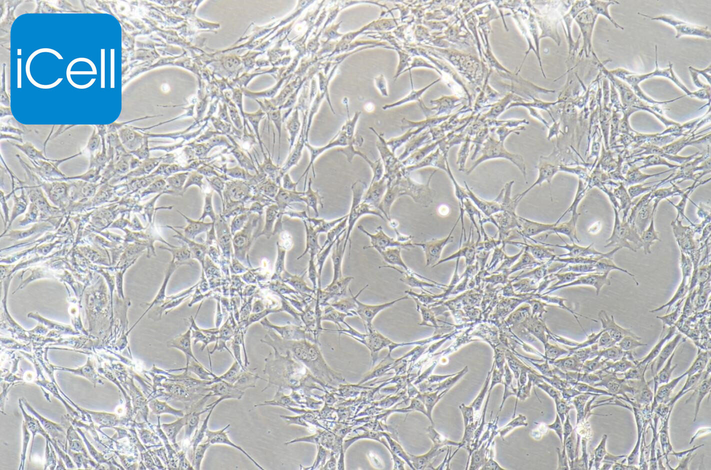 MLO-Y4 小鼠骨样细胞-原代细胞-STR细胞-细胞培养基-镜像绮点生物