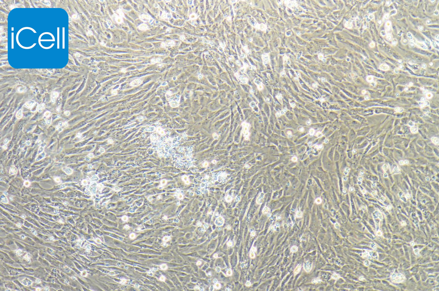 MEF 小鼠胚胎成纤维细胞-原代细胞-STR细胞-细胞培养基-镜像绮点生物