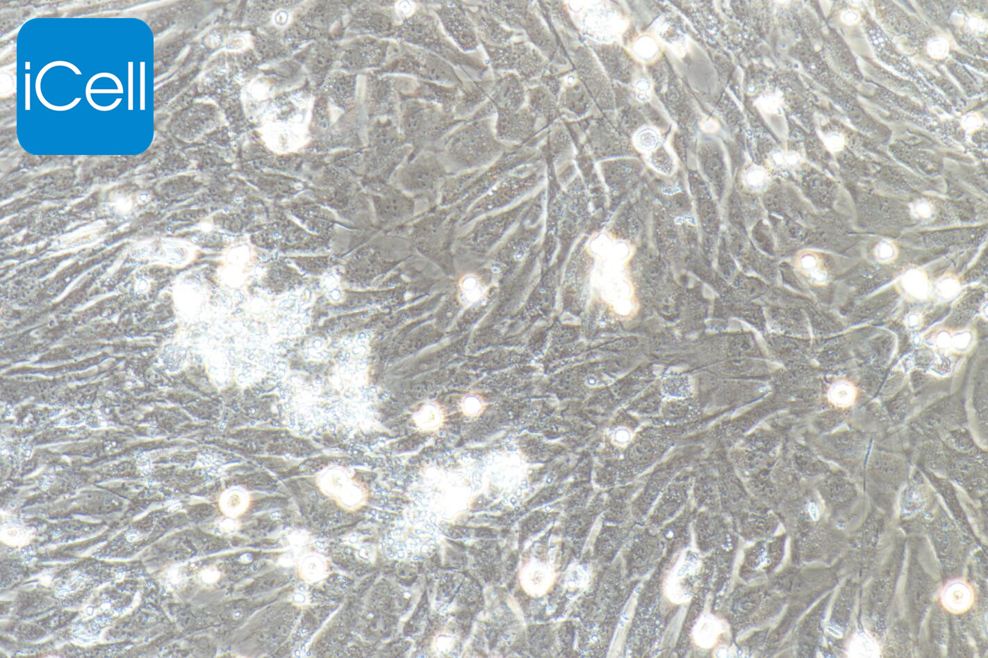 MEF 小鼠胚胎成纤维细胞-原代细胞-STR细胞-细胞培养基-镜像绮点生物
