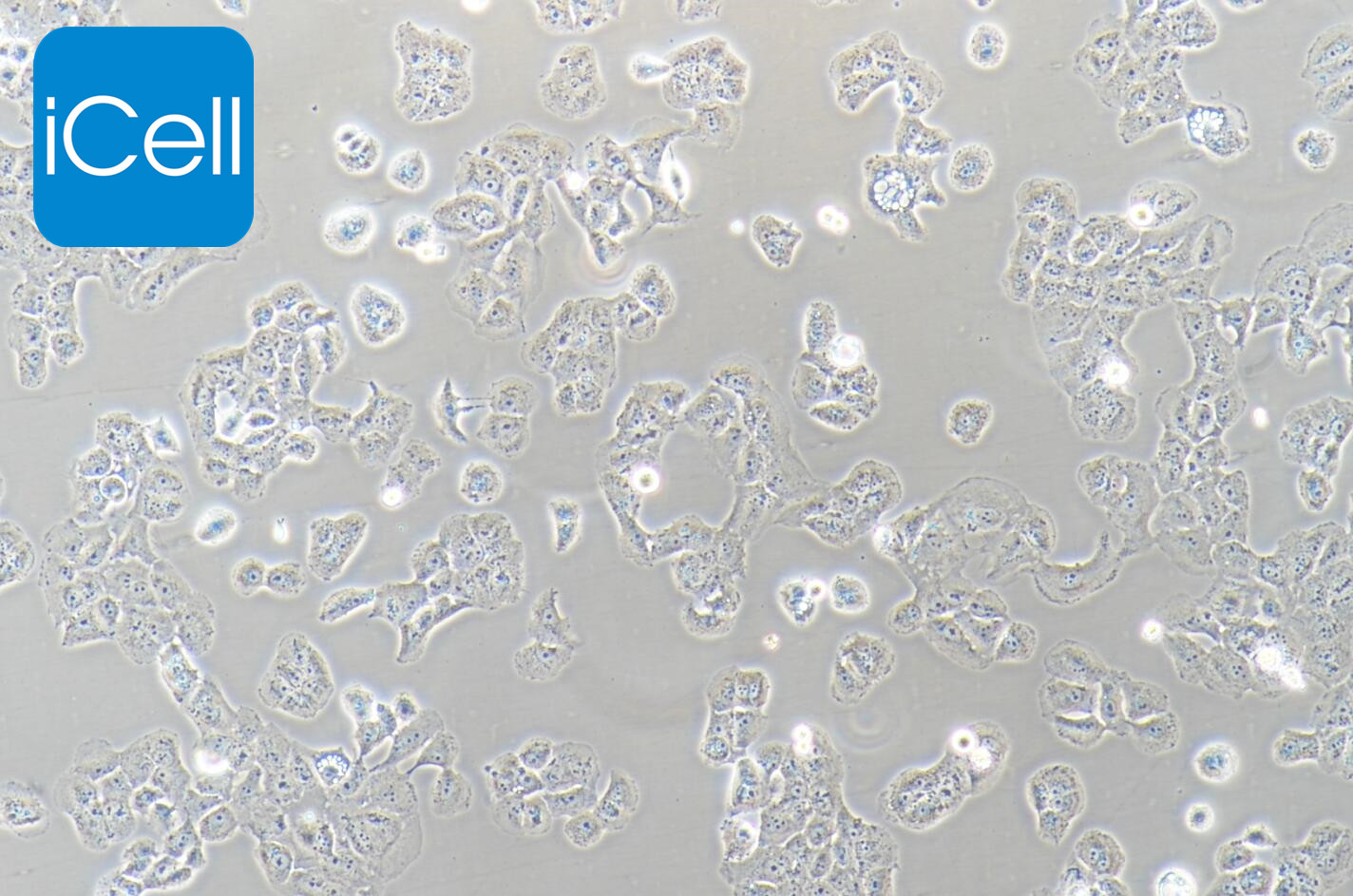 MCF-7/adr 人乳腺癌阿霉素耐药细胞株-原代细胞-STR细胞-细胞培养基-镜像绮点生物