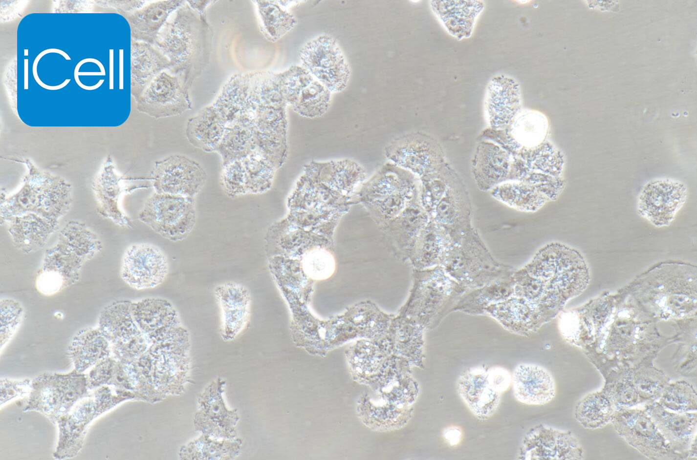 MCF-7/adr 人乳腺癌阿霉素耐药细胞株-原代细胞-STR细胞-细胞培养基-镜像绮点生物