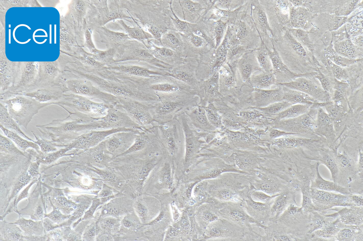 MC3T3-E1Subclone 14 小鼠颅顶前骨亚克隆14-原代细胞-STR细胞-细胞培养基-镜像绮点生物
