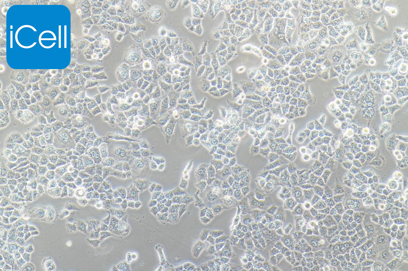 L-O2人正常肝细胞-原代细胞-STR细胞-细胞培养基-镜像绮点生物