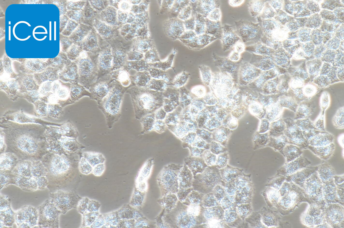 L-O2人正常肝细胞-原代细胞-STR细胞-细胞培养基-镜像绮点生物