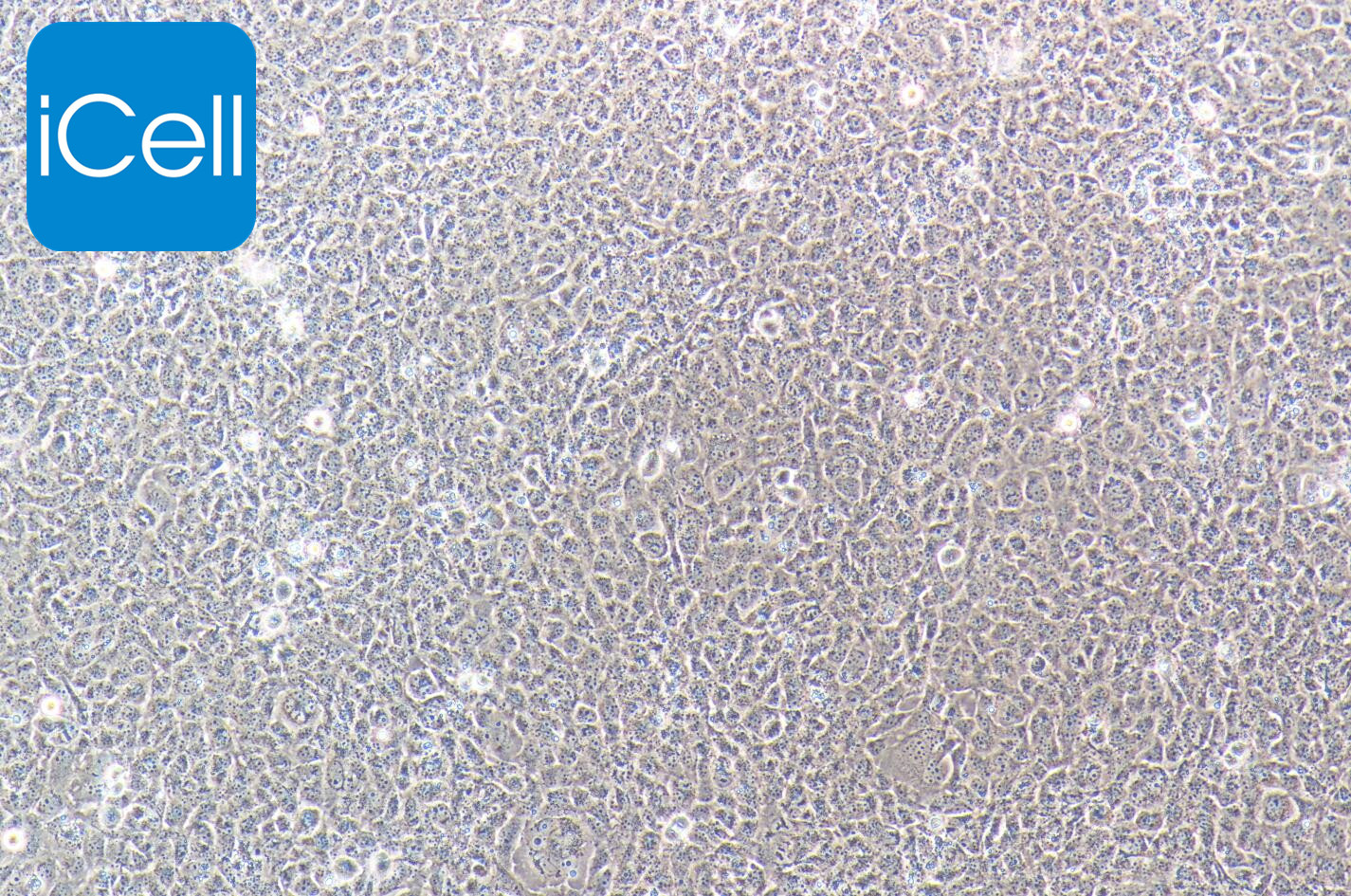 HBL-100 人整合SV40基因的乳腺上皮细胞-原代细胞-STR细胞-细胞培养基-镜像绮点生物