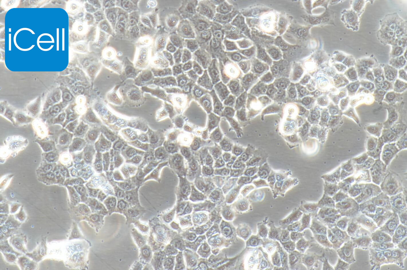 CAL-27 人舌鳞癌细胞-原代细胞-STR细胞-细胞培养基-镜像绮点生物