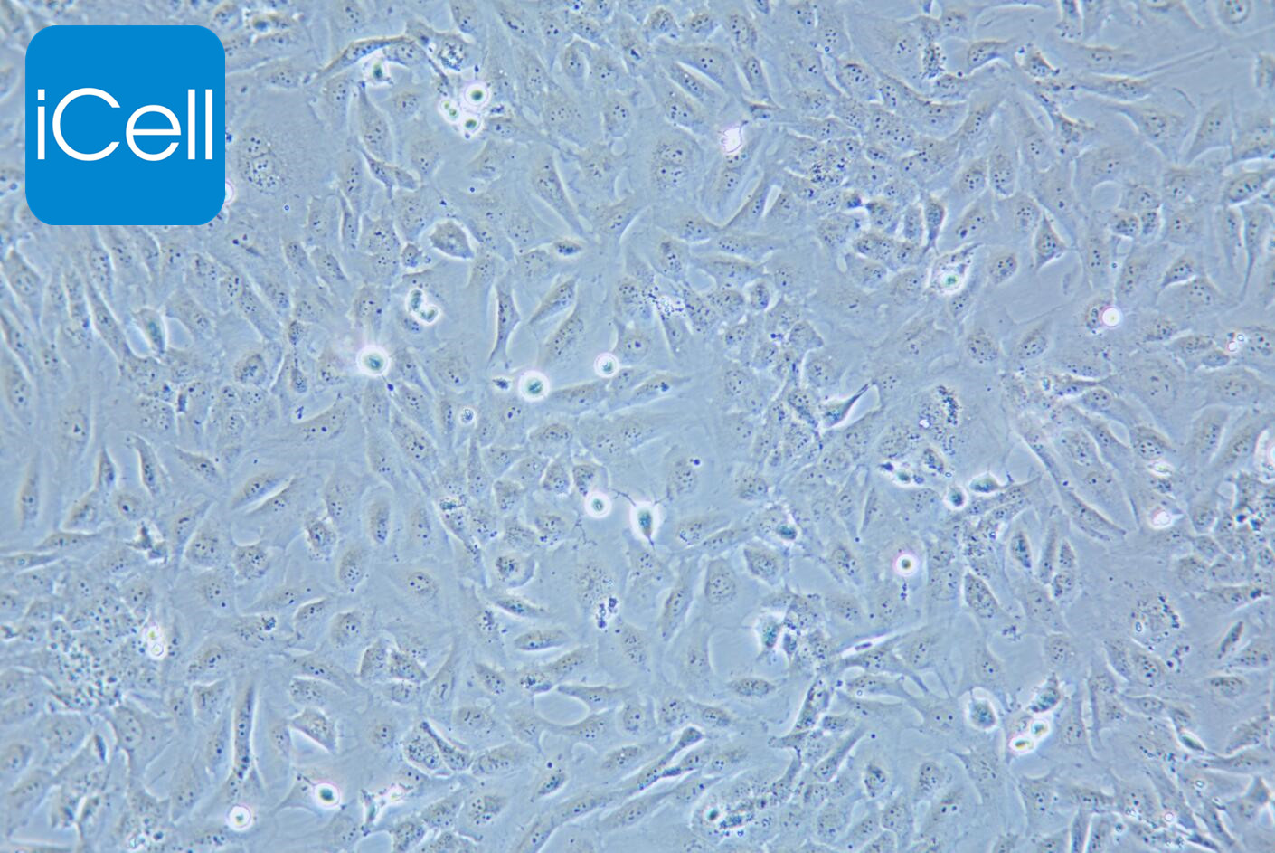 AC16 人心肌细胞-原代细胞-STR细胞-细胞培养基-镜像绮点生物