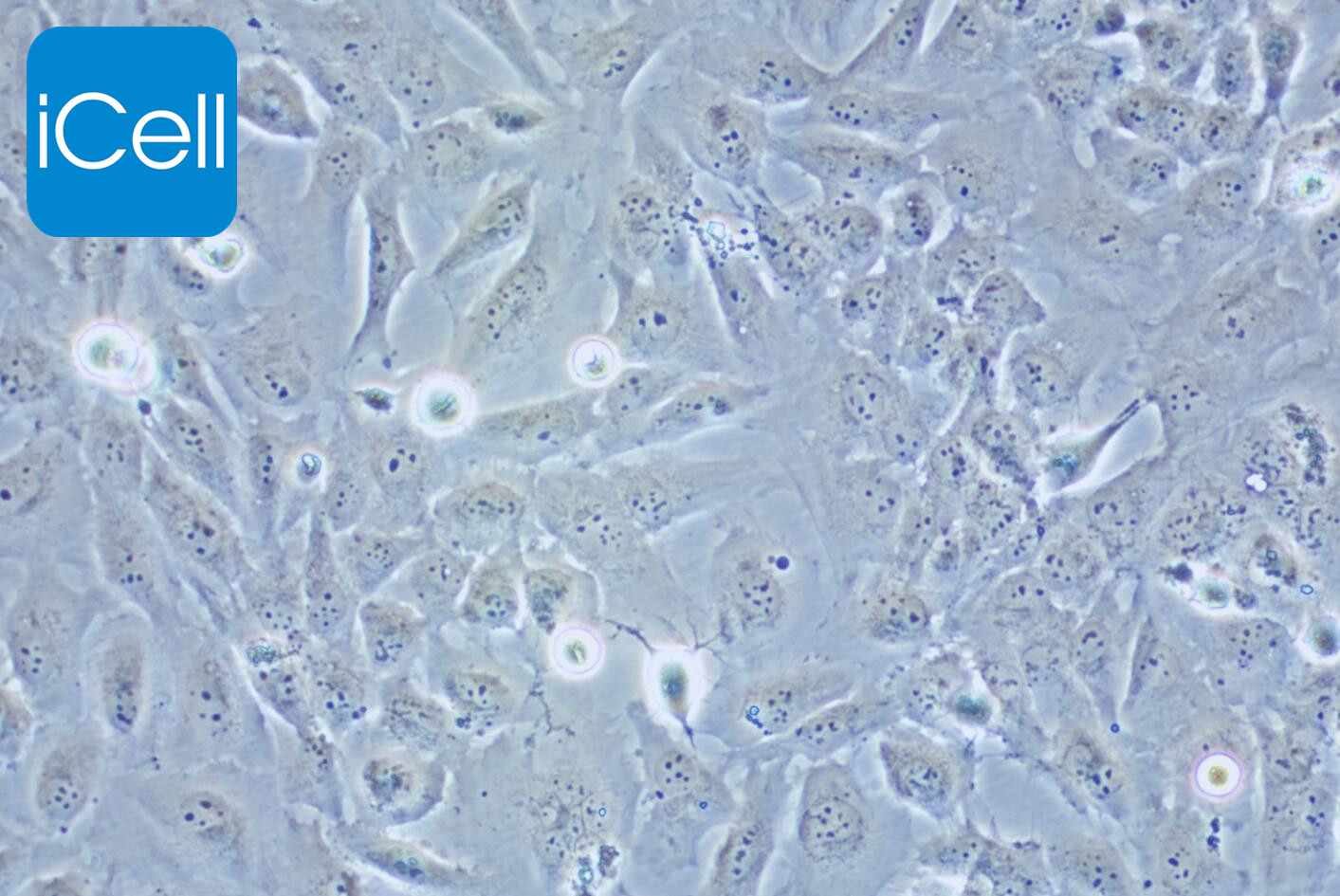 AC16 人心肌细胞-原代细胞-STR细胞-细胞培养基-镜像绮点生物