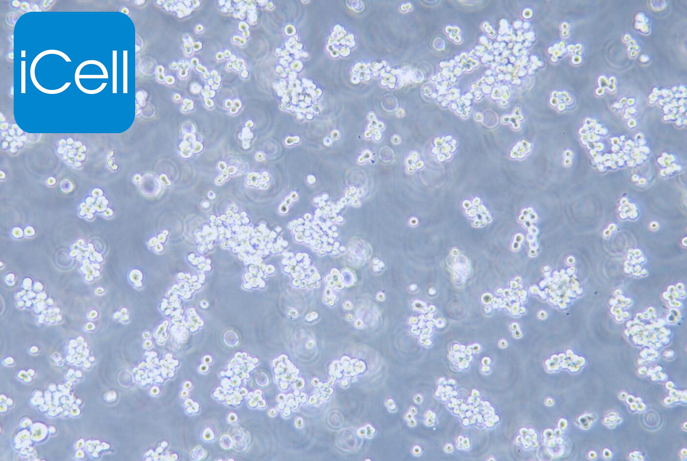 CHO-K1 中国仓鼠卵巢细胞（悬浮细胞）-原代细胞-STR细胞-细胞培养基-镜像绮点生物