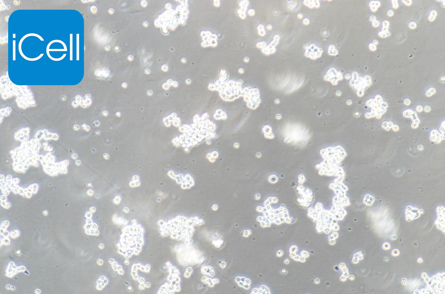 COLO320 HSR 人结直肠腺癌细胞-原代细胞-STR细胞-细胞培养基-镜像绮点生物