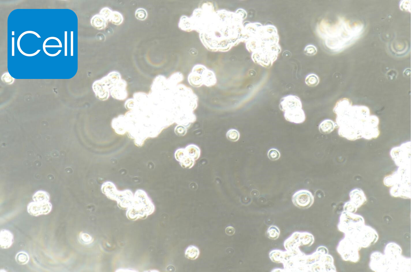 COLO320 HSR 人结直肠腺癌细胞-原代细胞-STR细胞-细胞培养基-镜像绮点生物