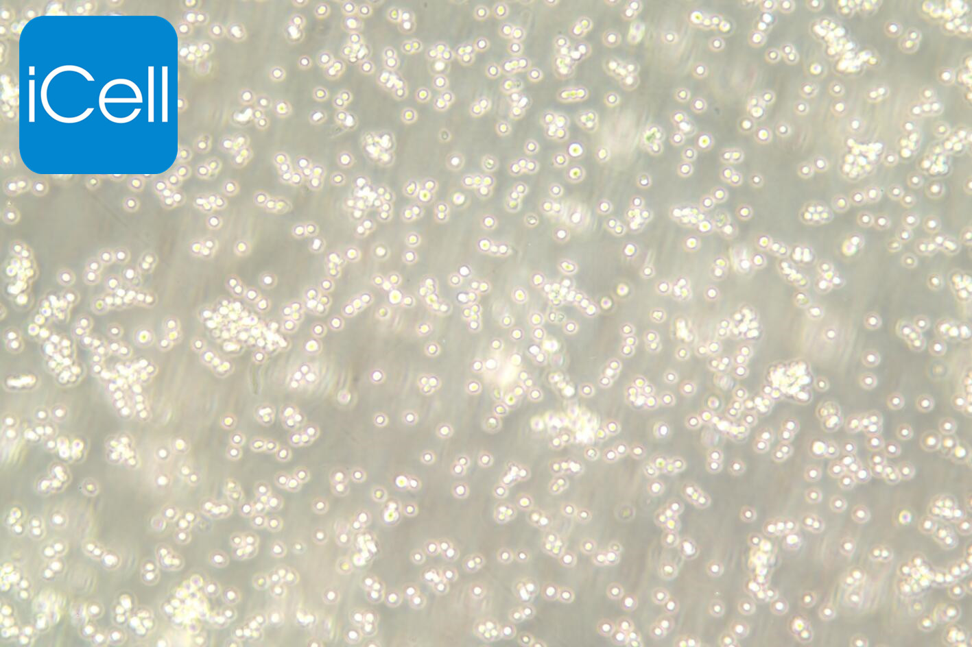 DAUDI 人Burkitt's淋巴瘤细胞-原代细胞-STR细胞-细胞培养基-镜像绮点生物