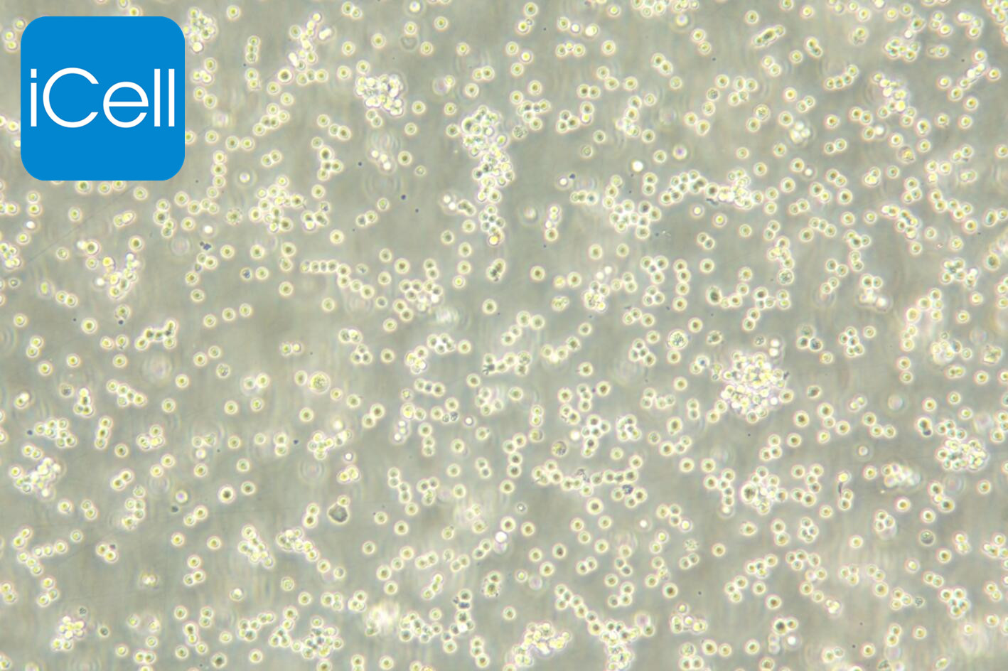 DAUDI 人Burkitt's淋巴瘤细胞-原代细胞-STR细胞-细胞培养基-镜像绮点生物
