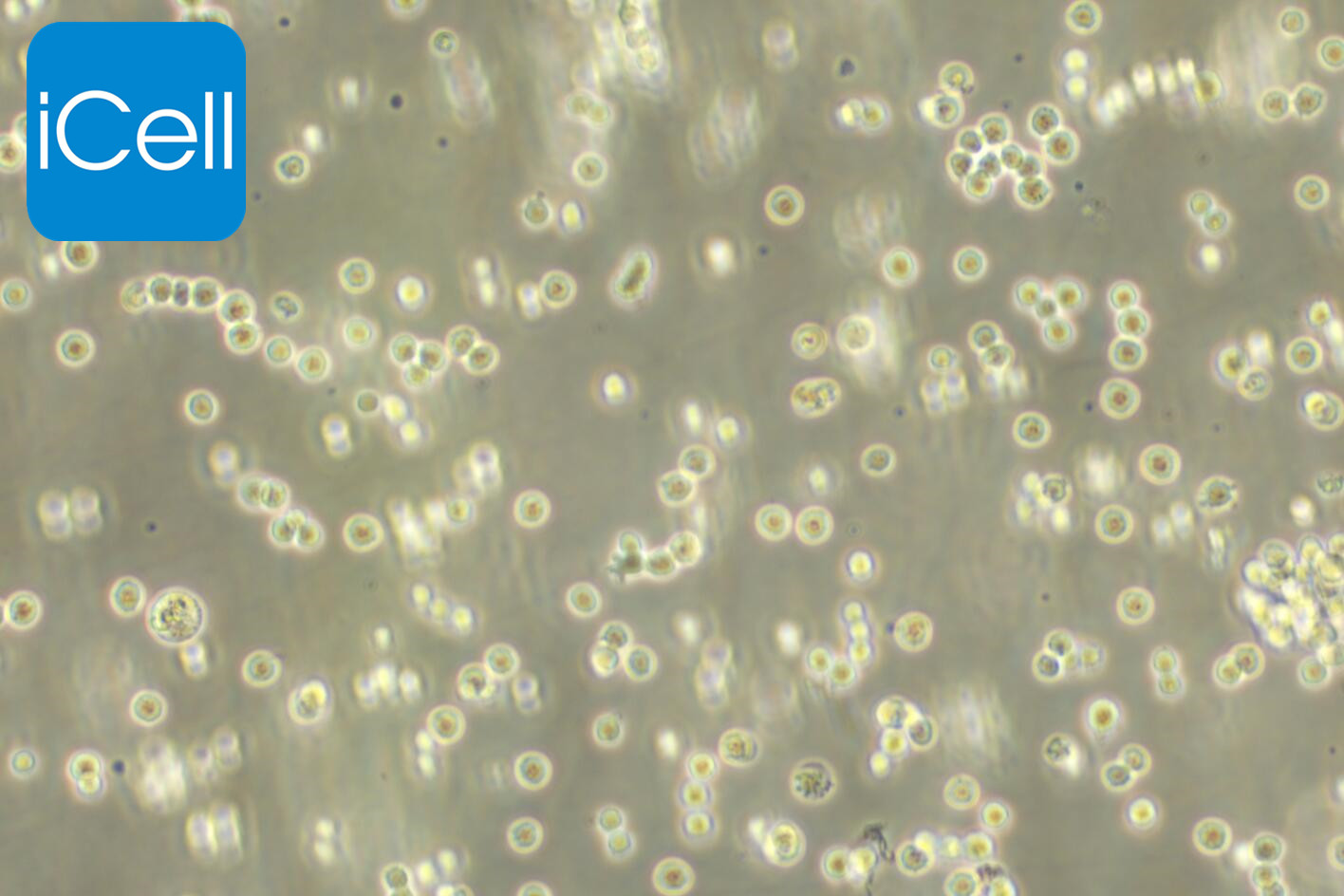 DAUDI 人Burkitt's淋巴瘤细胞-原代细胞-STR细胞-细胞培养基-镜像绮点生物