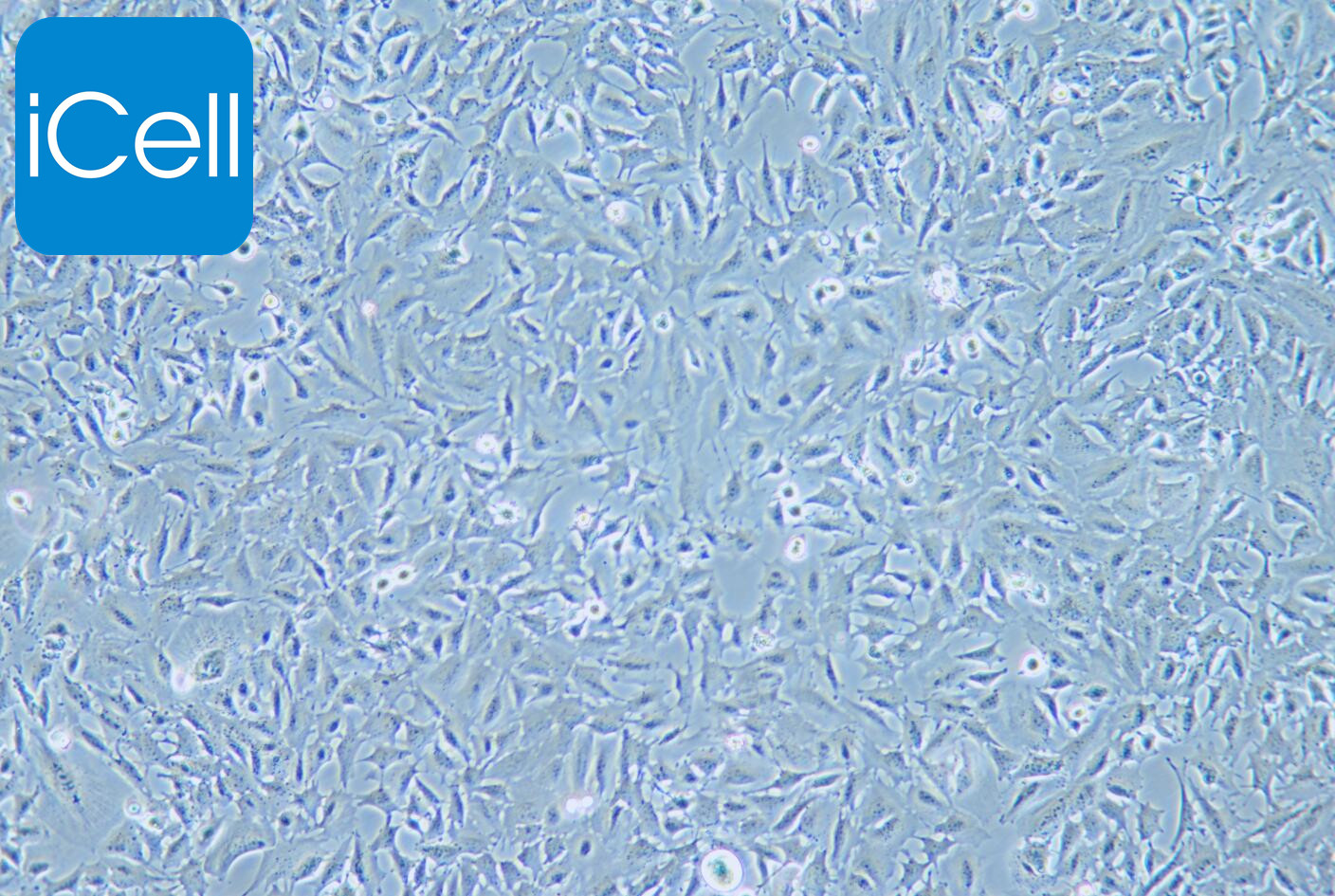 HC11 小鼠乳腺上皮细胞-原代细胞-STR细胞-细胞培养基-镜像绮点生物