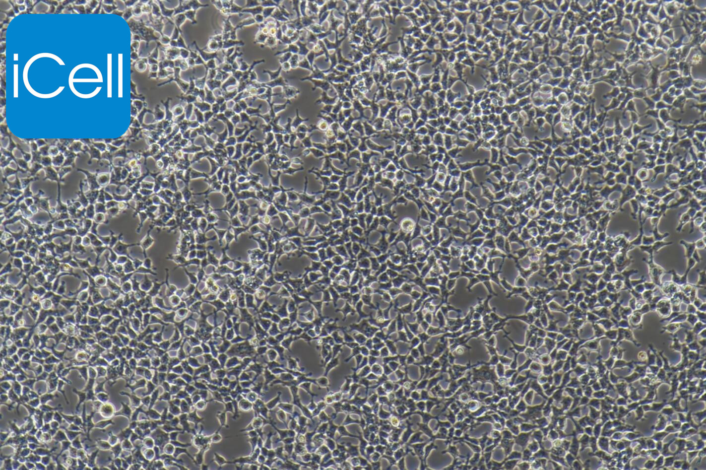 Hkb20 人肾上皮细胞-原代细胞-STR细胞-细胞培养基-镜像绮点生物