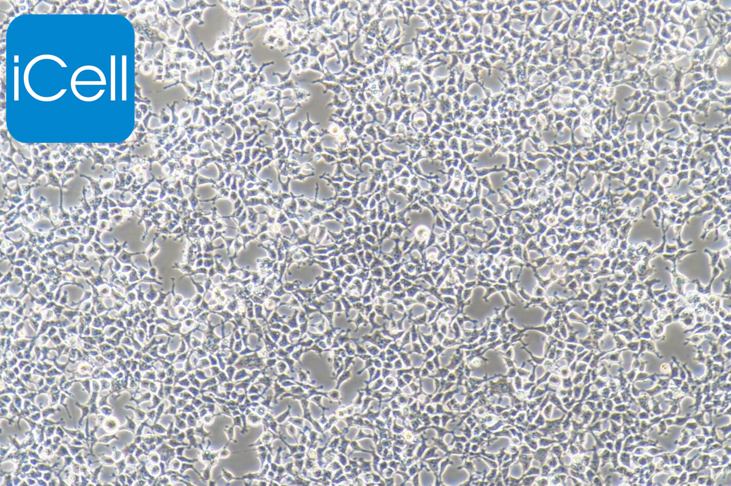 Hkb20 人肾上皮细胞-原代细胞-STR细胞-细胞培养基-镜像绮点生物