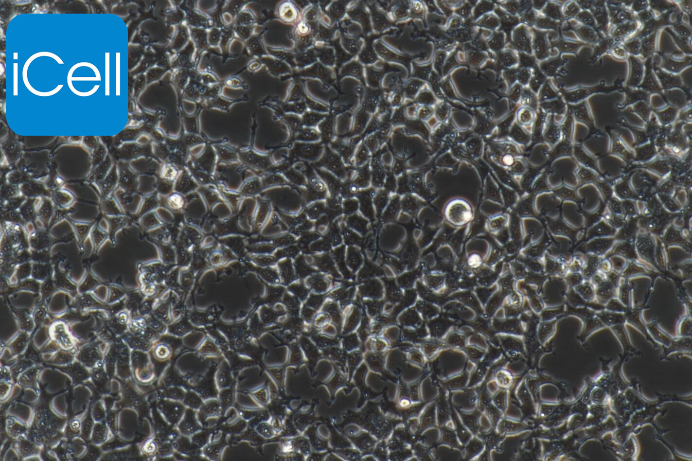 Hkb20 人肾上皮细胞-原代细胞-STR细胞-细胞培养基-镜像绮点生物