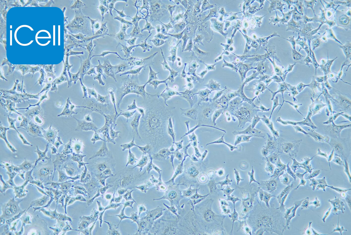 Hs746T 人胃癌细胞-原代细胞-STR细胞-细胞培养基-镜像绮点生物