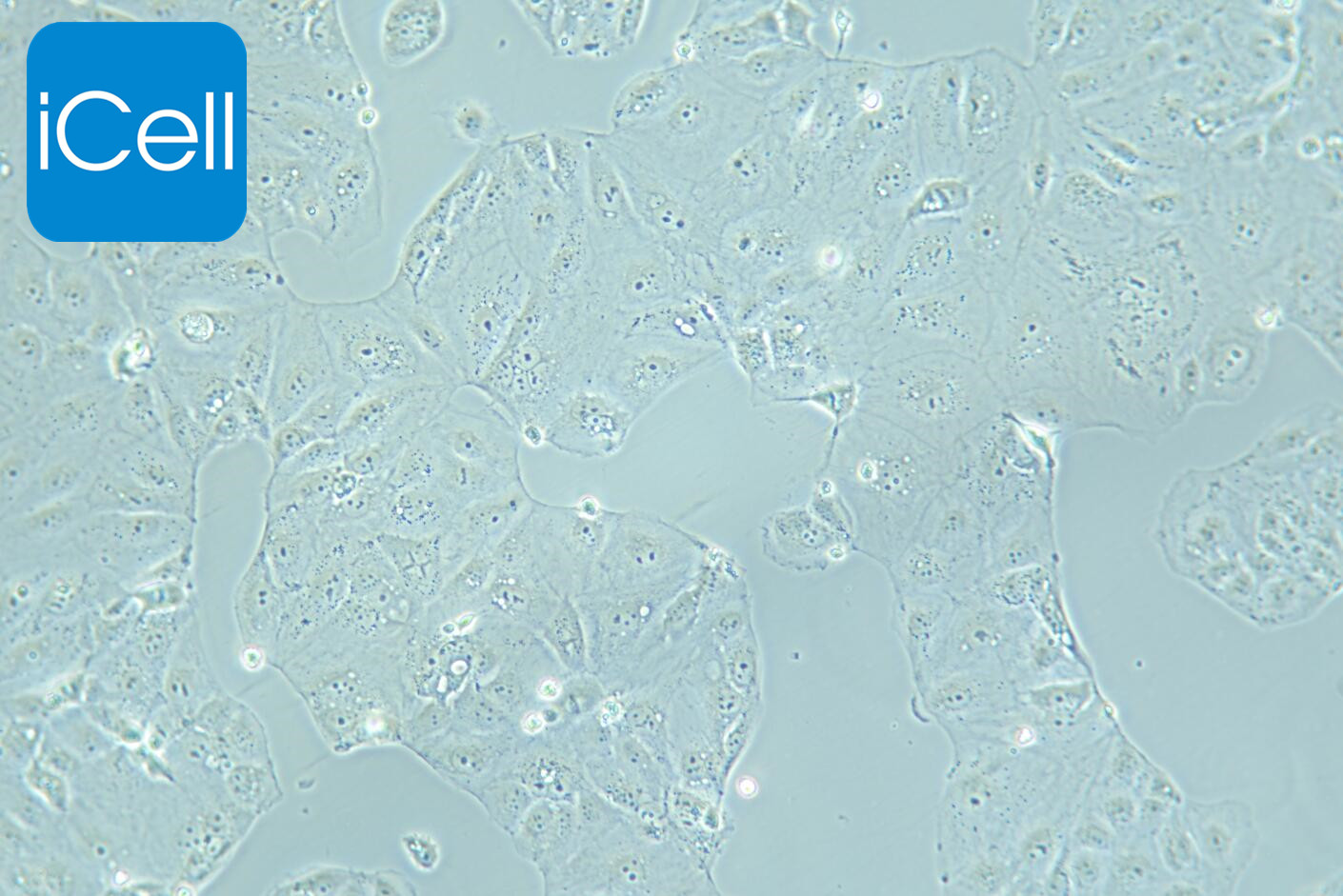 HuH-6 人肝母细胞瘤细胞-原代细胞-STR细胞-细胞培养基-镜像绮点生物