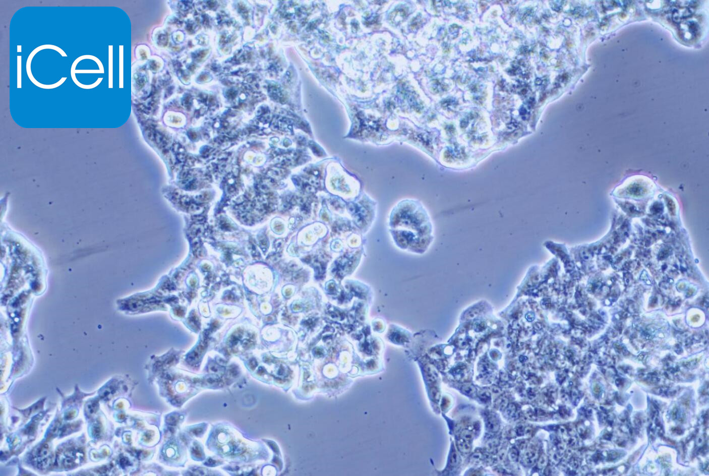 LS180 人结肠癌细胞-原代细胞-STR细胞-细胞培养基-镜像绮点生物