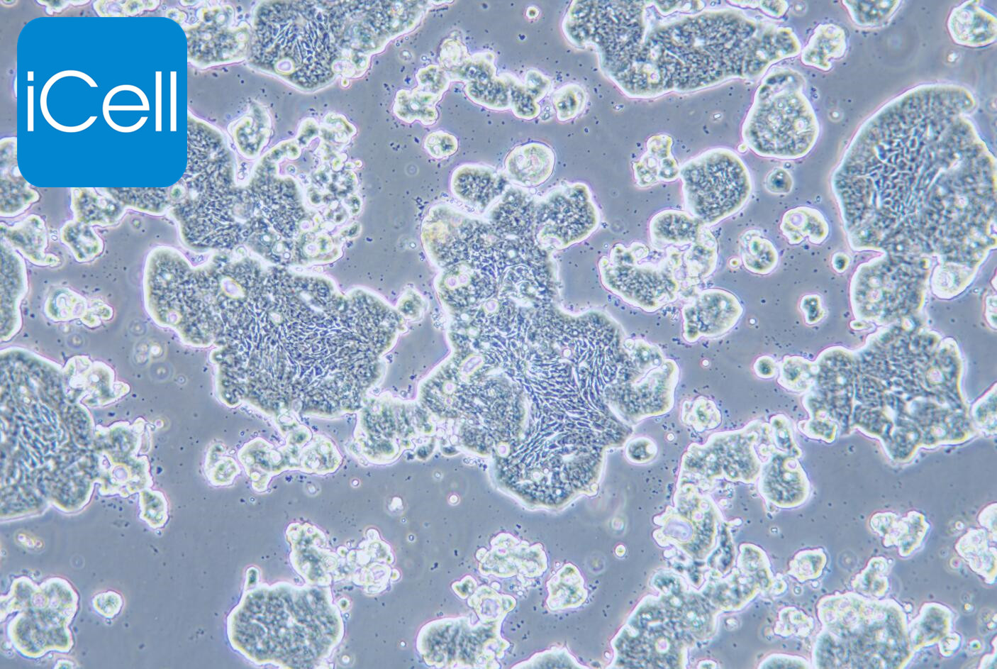 LS513 人结直肠癌细胞-原代细胞-STR细胞-细胞培养基-镜像绮点生物