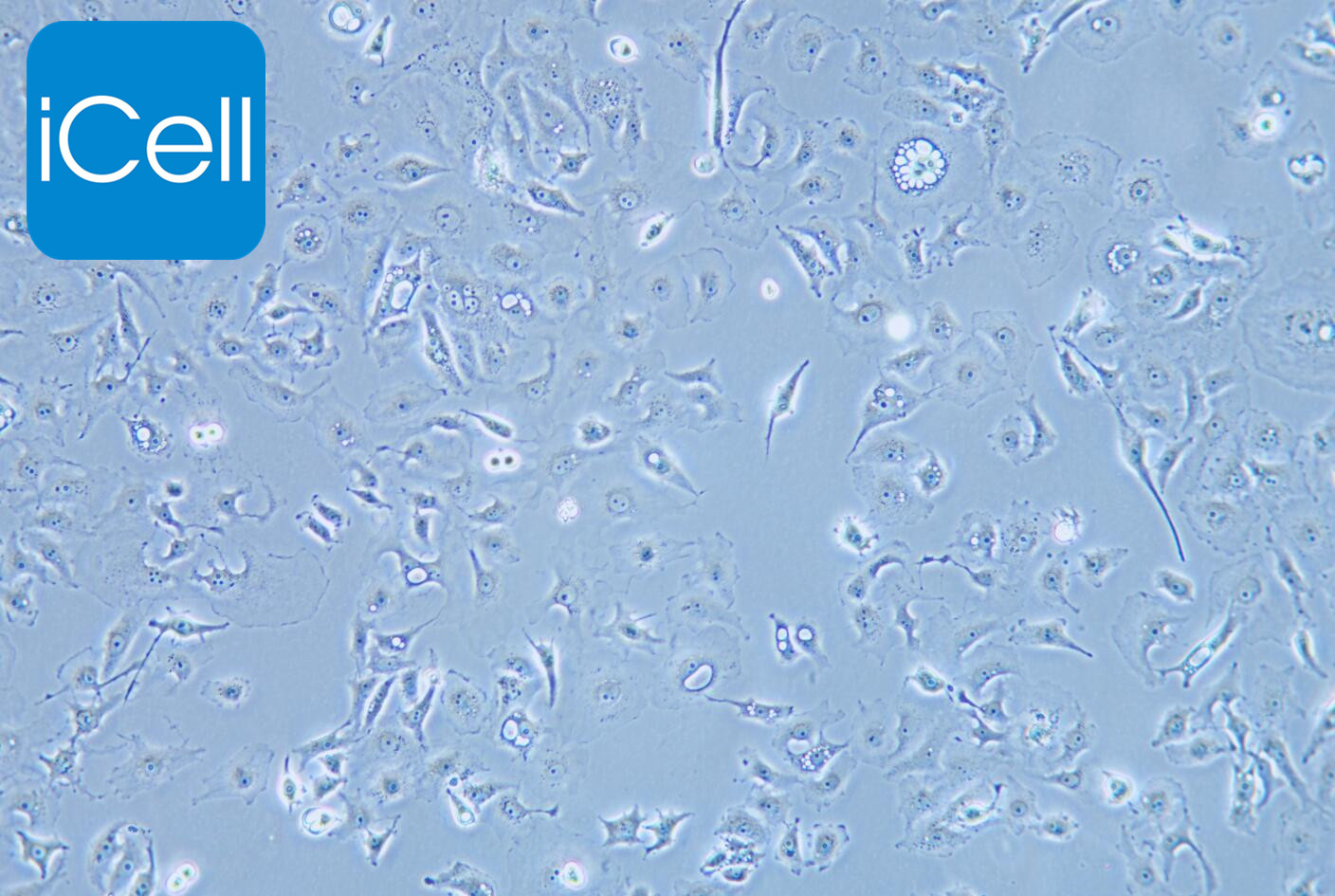MDA-MB-157 人乳腺癌细胞-原代细胞-STR细胞-细胞培养基-镜像绮点生物