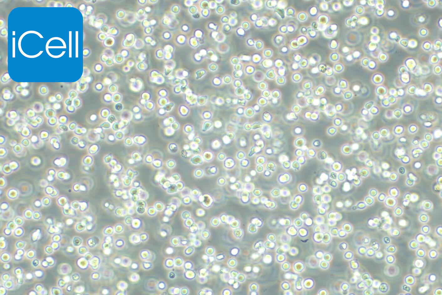 MM.1S 人多发性骨髓瘤细胞-原代细胞-STR细胞-细胞培养基-镜像绮点生物