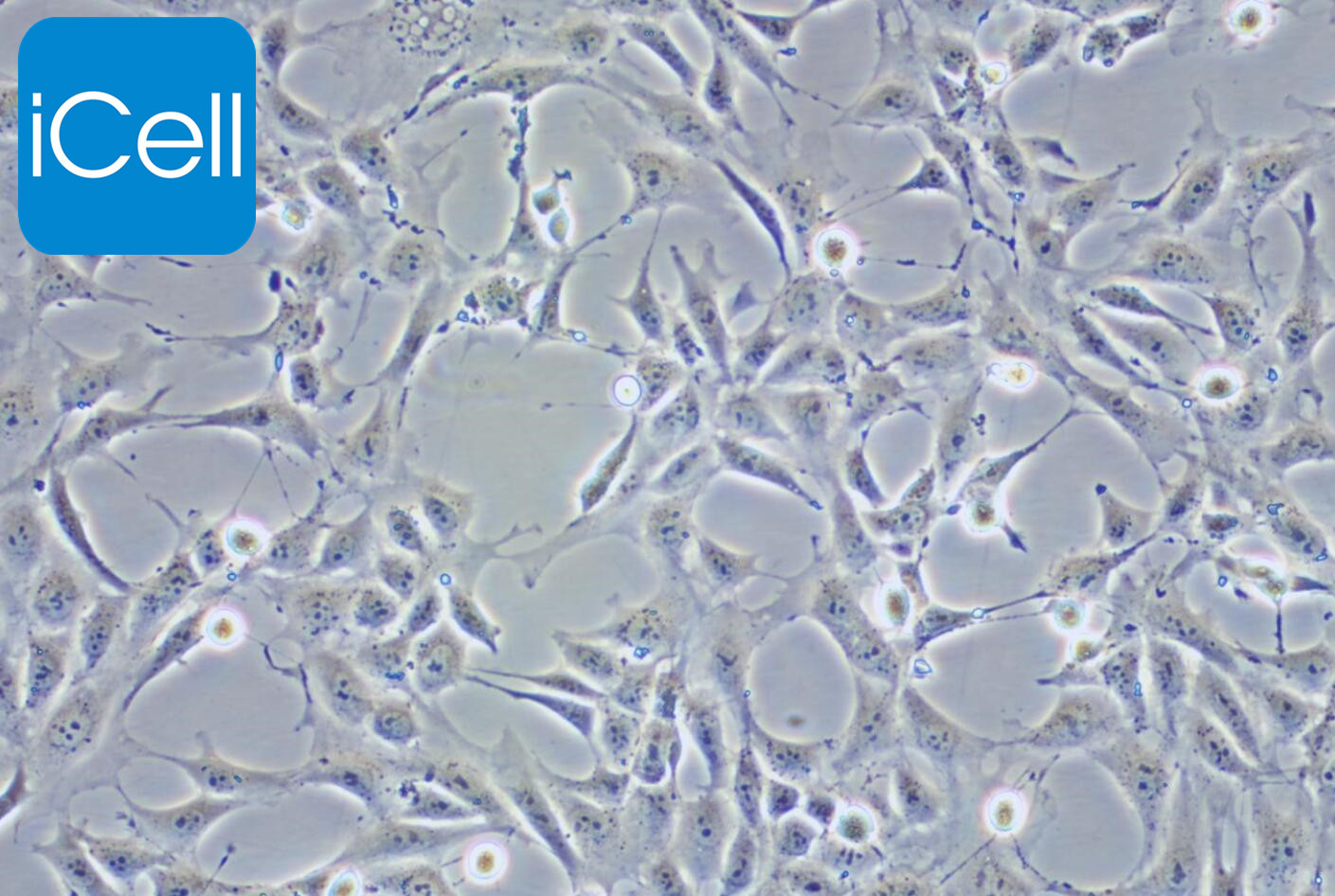 MPC-5 小鼠肾足细胞-原代细胞-STR细胞-细胞培养基-镜像绮点生物