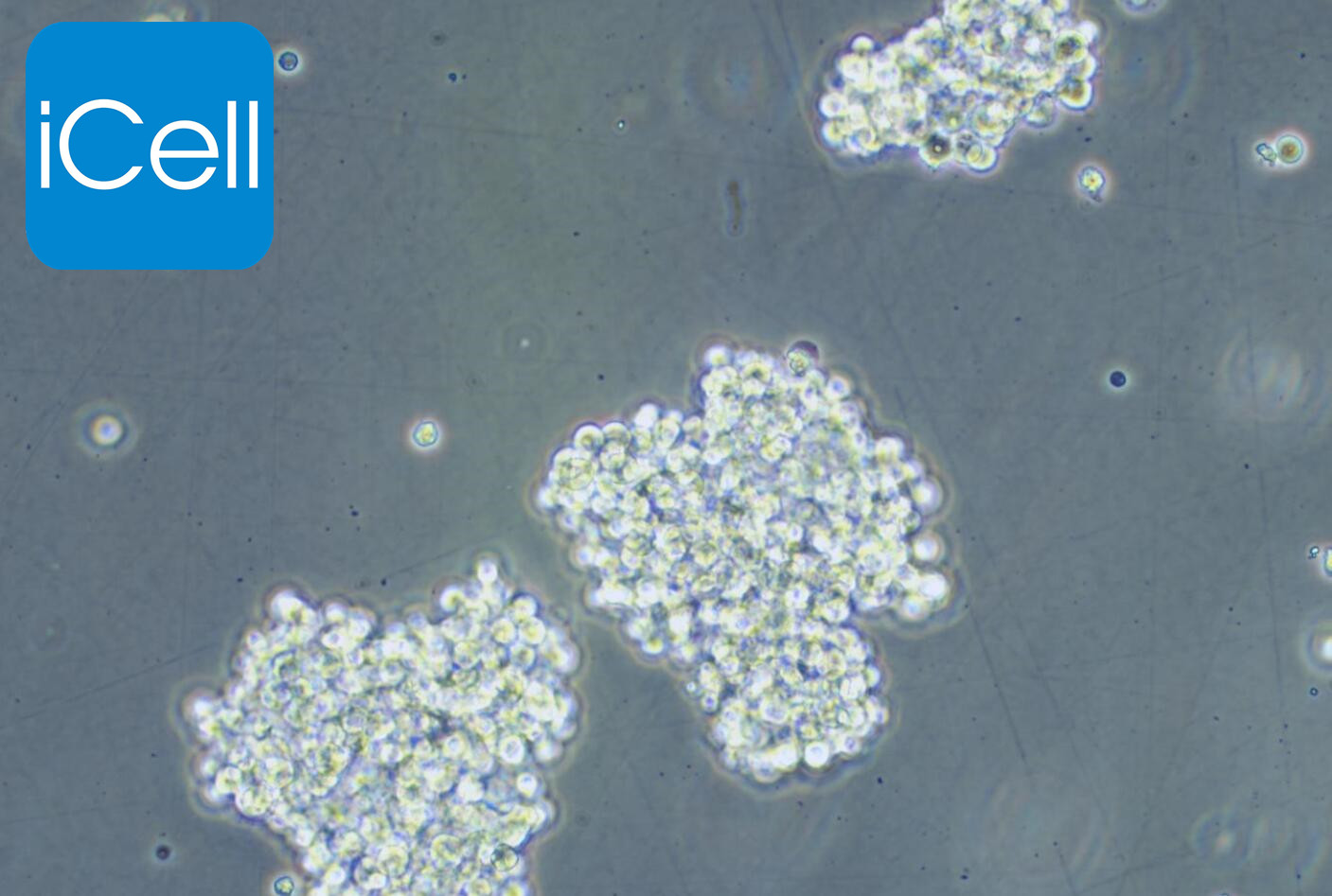 NCI-H524 人非小细胞肺癌细胞-原代细胞-STR细胞-细胞培养基-镜像绮点生物