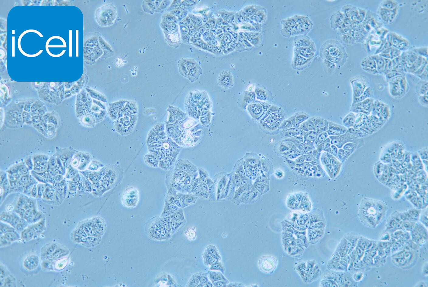 NCI-H1437 人肺癌细胞-原代细胞-STR细胞-细胞培养基-镜像绮点生物