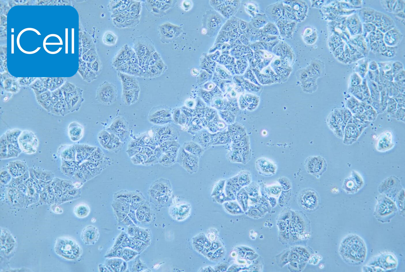 NCI-H1437 人肺癌细胞-原代细胞-STR细胞-细胞培养基-镜像绮点生物