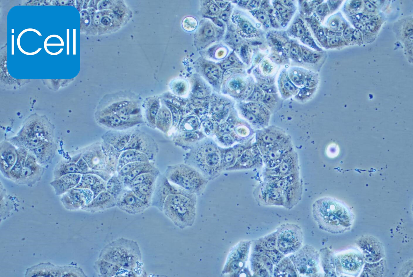 NCI-H1437 人肺癌细胞-原代细胞-STR细胞-细胞培养基-镜像绮点生物
