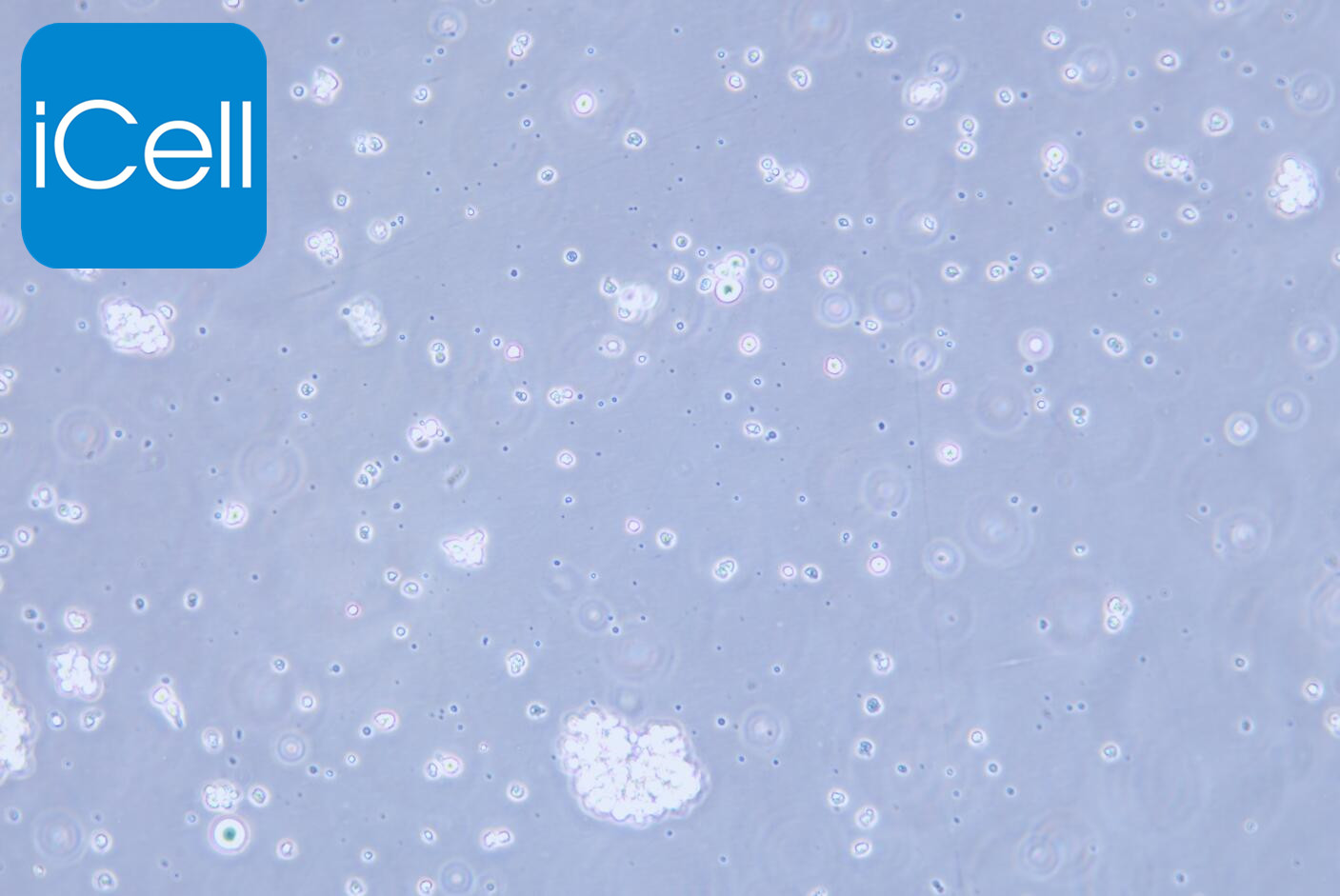 NK-92MI 人恶性非霍奇金淋巴瘤患者的自然杀伤细胞-原代细胞-STR细胞-细胞培养基-镜像绮点生物