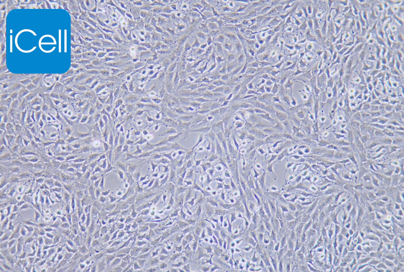 NRK-49F 正常大鼠肾细胞-原代细胞-STR细胞-细胞培养基-镜像绮点生物