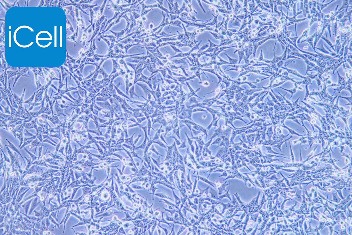 PANC02 小鼠胰腺癌细胞-原代细胞-STR细胞-细胞培养基-镜像绮点生物