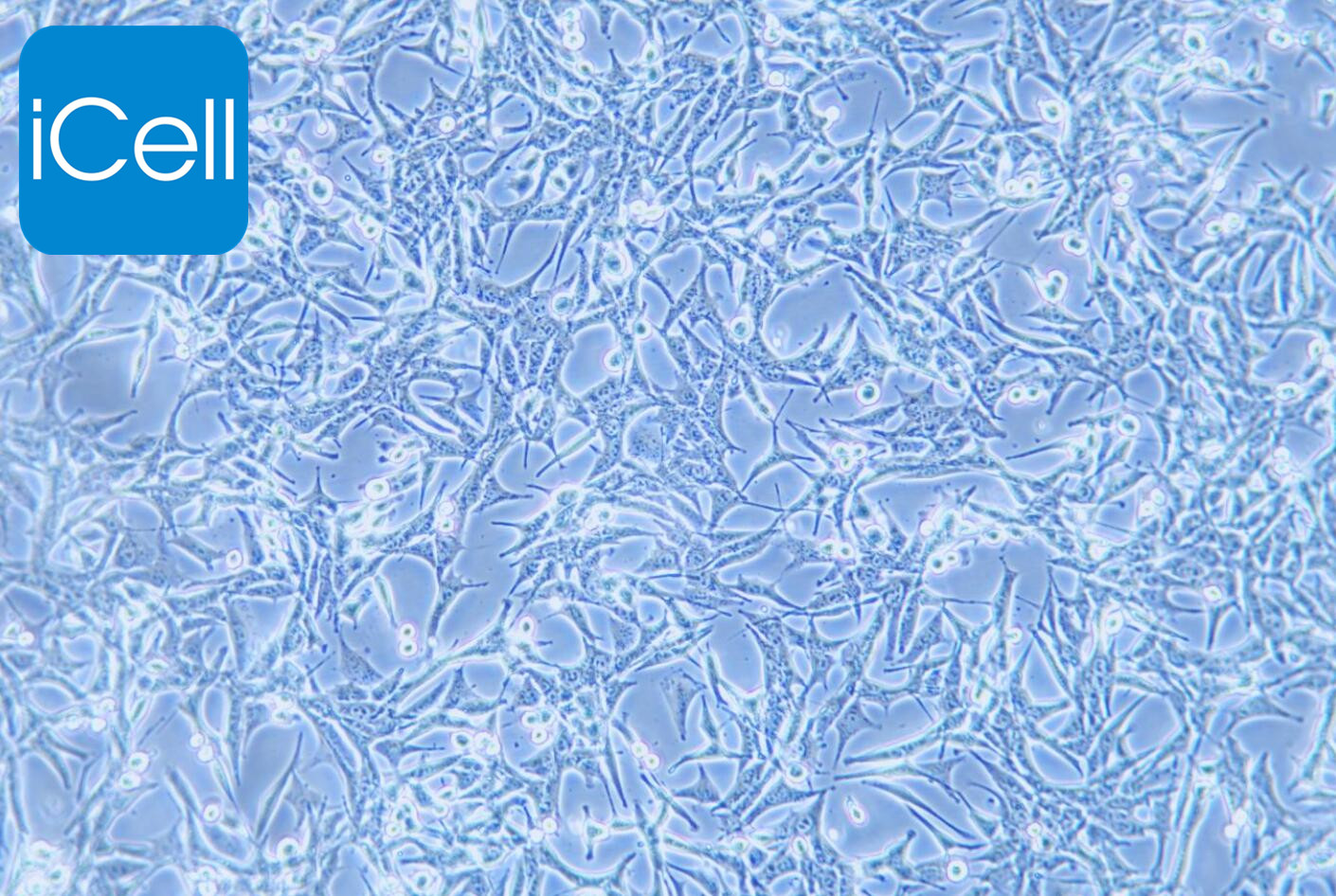 PANC02 小鼠胰腺癌细胞-原代细胞-STR细胞-细胞培养基-镜像绮点生物