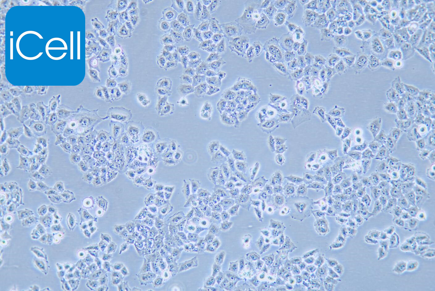 PANC 03.27 人胰腺癌细胞-原代细胞-STR细胞-细胞培养基-镜像绮点生物