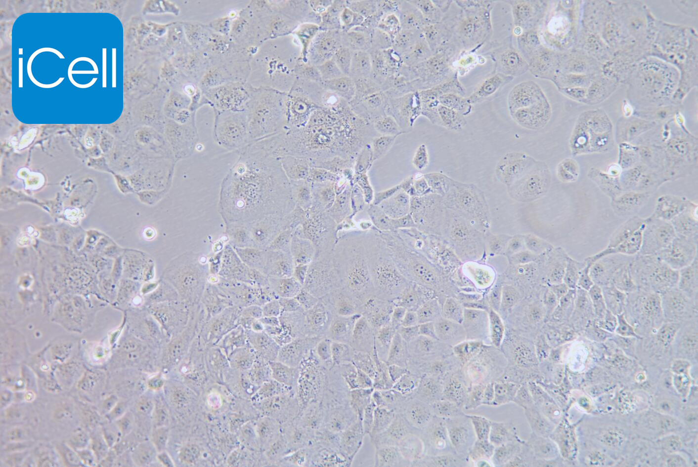 PLC-PRF-5 人肝癌亚力山大细胞-原代细胞-STR细胞-细胞培养基-镜像绮点生物
