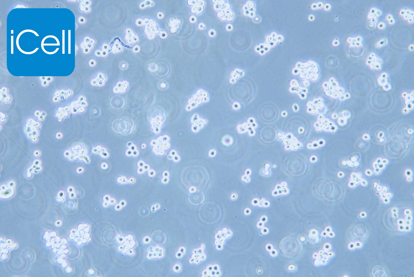 SNU-1 人胃癌细胞-原代细胞-STR细胞-细胞培养基-镜像绮点生物
