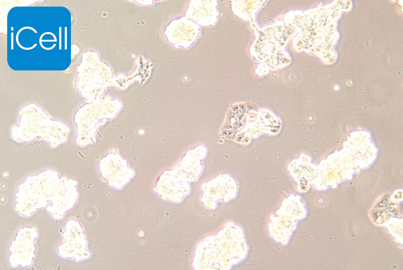 ZR-75-1 人乳腺癌细胞-原代细胞-STR细胞-细胞培养基-镜像绮点生物