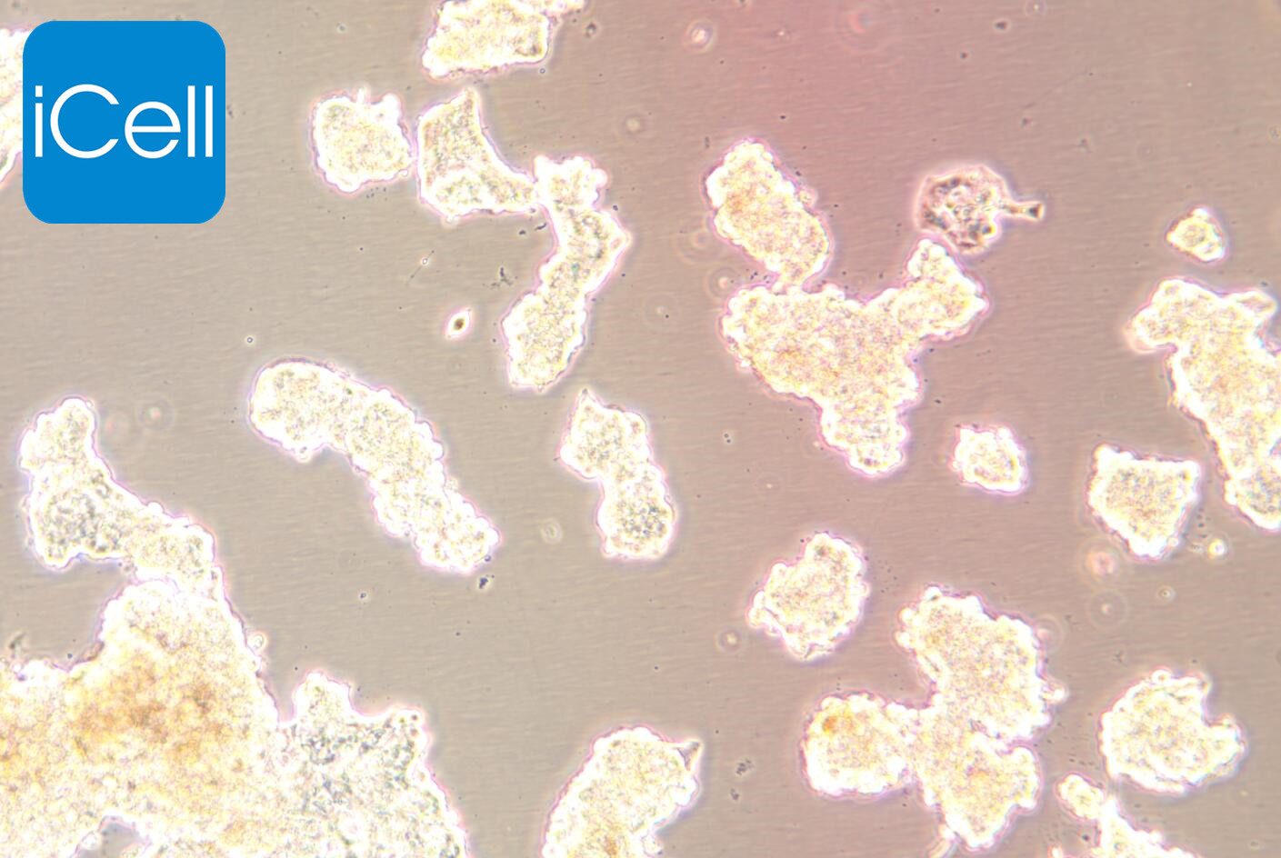 ZR-75-1 人乳腺癌细胞-原代细胞-STR细胞-细胞培养基-镜像绮点生物