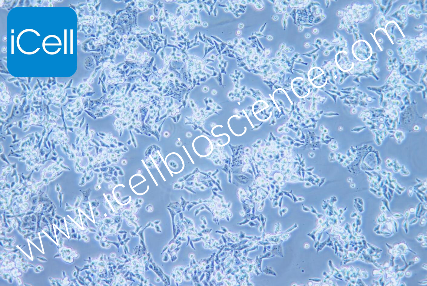D283 Med 人脑髓母细胞瘤细胞-原代细胞-STR细胞-细胞培养基-镜像绮点生物